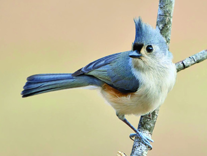 Nature In Action Bird Walk - The Meadows Community Association of ...